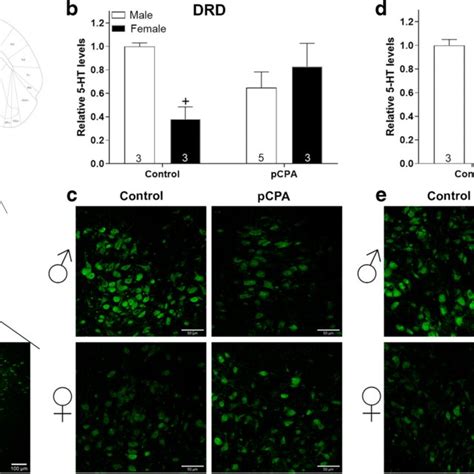 Effects Of Brain Serotonin Depletion During The Neonatal Period In Male Download Scientific