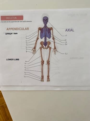 Appendicular And Axial Skeleton Flashcards Quizlet