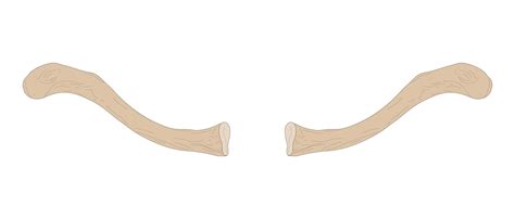 Kinesiology Thursday Medial Clavicle And Shoulder Impingement Why