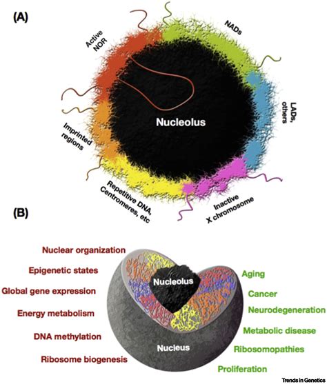 Ribosomal Dna And The Nucleolus As Keystones Of Nuclear Architecture