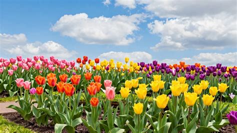 Spring Flowers Identification 16 Beautiful Spring Flowers And How To