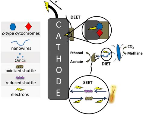 Although Less Well Characterised Compared To Anode Interactions The Download Scientific