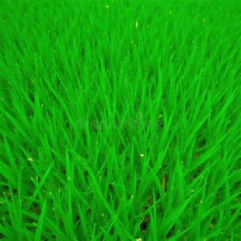 Close Up Lush Green Grass Texture Seamless Repeat Natural Pattern