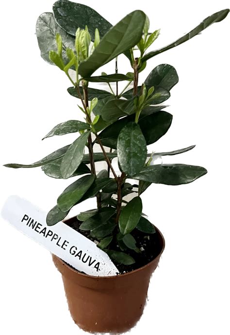 4″ Pineapple Guava Fruit The Kc Plant Factory