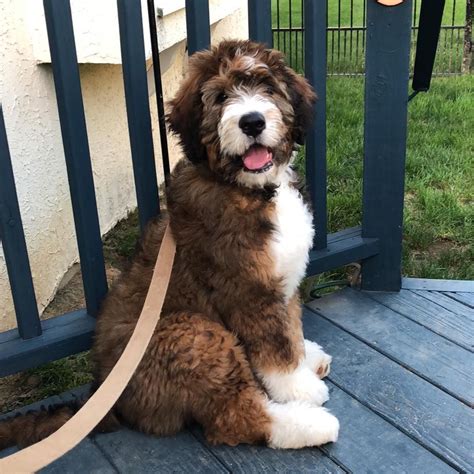 Bernedoodle Puppy • Bernedoodle Full Grown • Bernedoodle For Sale