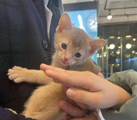 천안 아비시니안 고양이분양 후기 레키동생으로 ♥ 분양후기