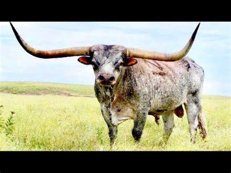Las Mejores Razas De Ganado Para Carne En Todo El Mundo LAS MEJORES RAZAS DE GANADO