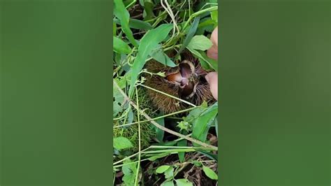 밤줍기 밤까기 Youtube