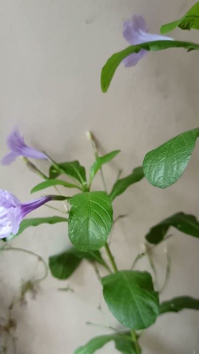Gardening নিজ বাগানের ফুল Youtube