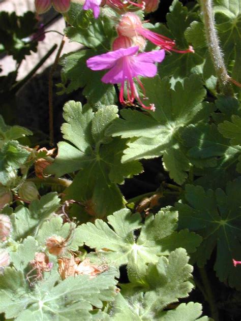 Geranium Temperature Tolerance At Cynthia Beverly Blog