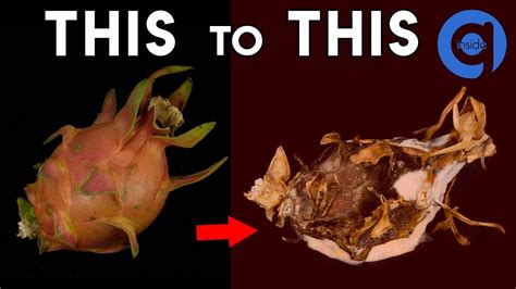 Pitaya Dragon Fruit Time Lapse Rotting Fruit Time Lapse Youtube