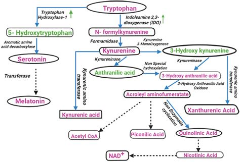 Potential Pathway Modulations Of Tryptophan Metabolism And The Derived