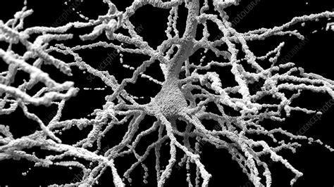 Nerve Cell Illustration Stock Image C Science Photo Library