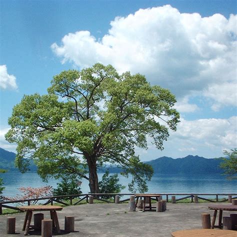 湖畔の杜ビール 秋田風土の醸し 5種 5本セット JTBショッピング