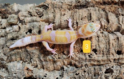 Леопардов гекон МОРЕЛИЯ ЕООД