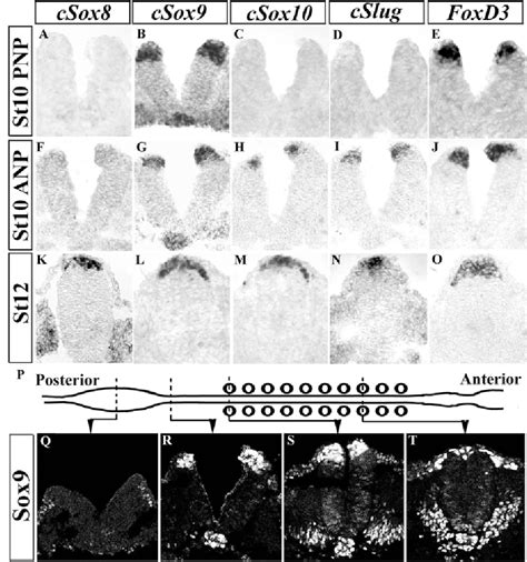 Figure 1 From Neural Crest Development Is Regulated By The Transcription Factor Sox9 Semantic