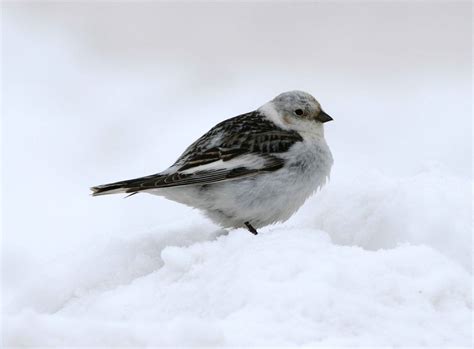 Free Picture Snow Bunting Bird Plectrophenax Nivalis