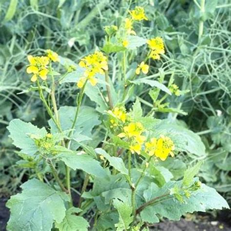 Wild Mustard In Pulse Crops Saskatchewan Pulse Growers