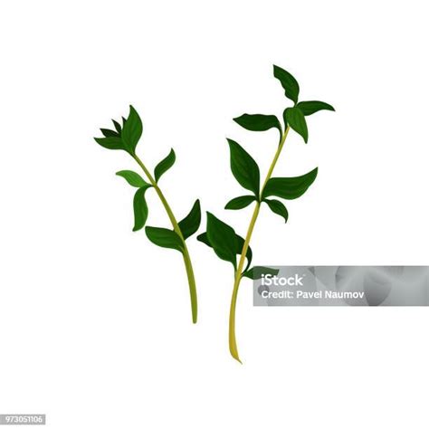 작은 녹색 백 리 향의 2 개 분 지는 나뭇잎 향기로운 허브 요리에 사용 되 고 약 제조 법도 서 또는 포스터에 대 한 평면