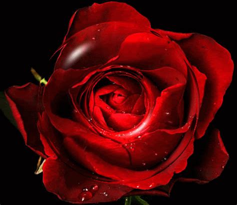 Imagenes De Flores Animadas Con Brillo Imagui