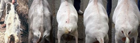 Body Condition In Dairy Goats Goat Farming In South Africa