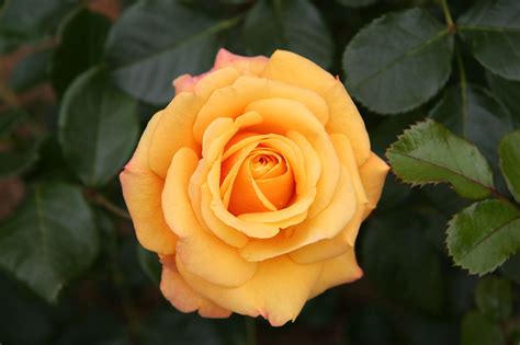How To Grow Miniature Rose Plants Care Houseplant 411