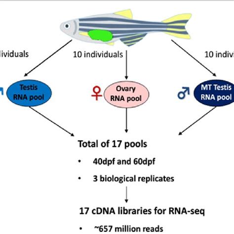 General Overview Schematic Of The Zebrafish Gonad RNA Seq Experiment Download Scientific