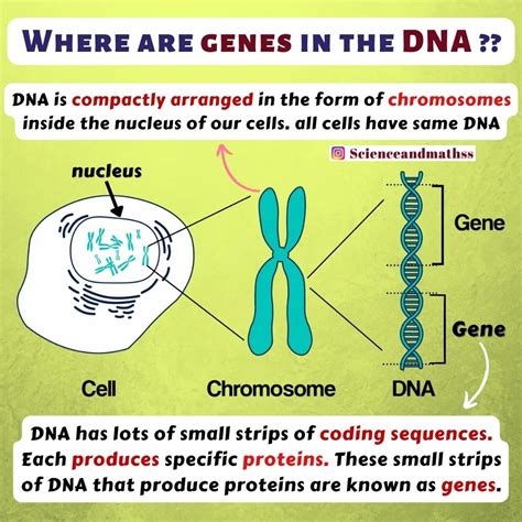 Dna And Protein R Igcse
