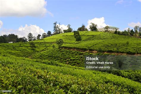 Perkebunan Teh Ceylon Dan Bangunan Pabrik Teh Di Atas Bukit Foto Stok