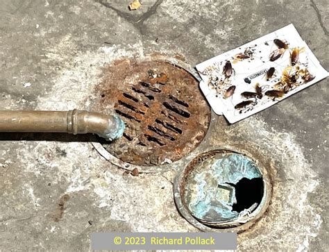 Ipm Pest Drain Cockroach Plumbing Richard Pollack 14 Comments