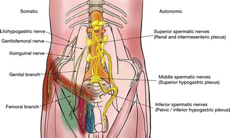 Testicular Nerve