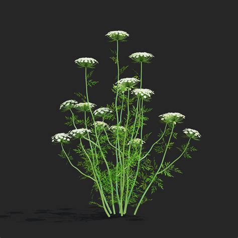 Ammi Visnaga Flower 3d Model Cgtrader