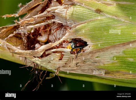 Japanese Beetle Eating Corn Ear Kernels And Husk Insect Damage