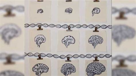 Schizophrenia Associated Genetic Variants Affect Gene Regulation In The
