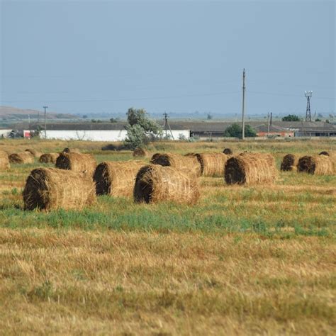 Premium Photo Haystacks In The Field