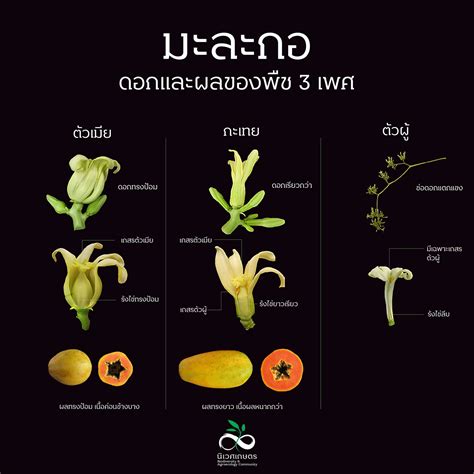 นุชฟอร์ไลฟ์ มะละกอเป็นพืชที่มี 3 เพศ แยกออกจากกัน คือ 1 มะละกอต้นตัวผู้ 2 มะละกอต้นตัวเมีย