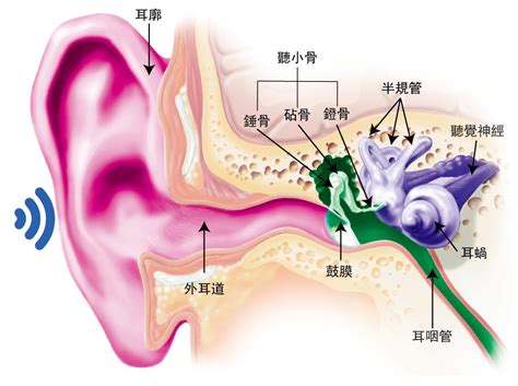我們如何聽到聲音 衛您聽力中心