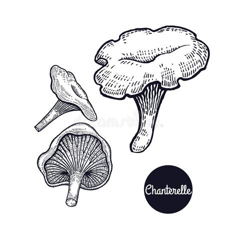 陈年花香菇 黑白 向量例证 插画 包括有 市场 纤巧 例证 图画 图象 成份 板刻 咖啡馆 237279020