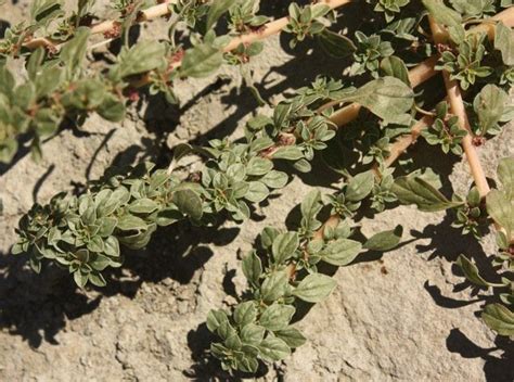Amaranthus Californicus Calflora