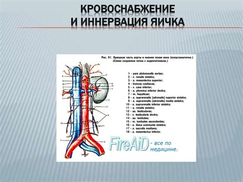 Яичко Топография и строение презентация онлайн