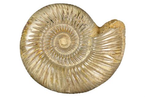 36 Polished Jurassic Ammonite Perisphinctes Madagascar 256006