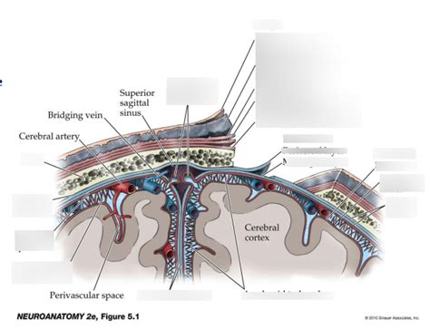 Neuro 1 Lesson 3 Meninges Csf And Bloodbrain Barrier Part 1 Diagram