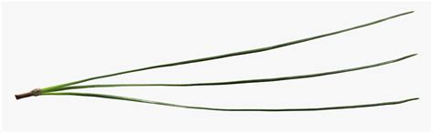 Loblolly Pine Tree Southern Native Trees