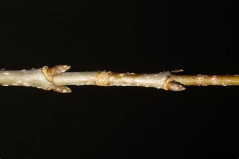 Acer Saccharum Twig