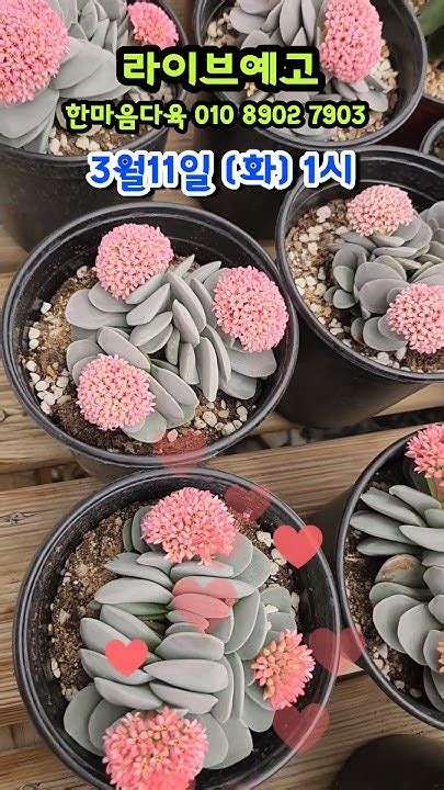 한마음다육 군생다육 분포다육 구경오세요♡ Youtube