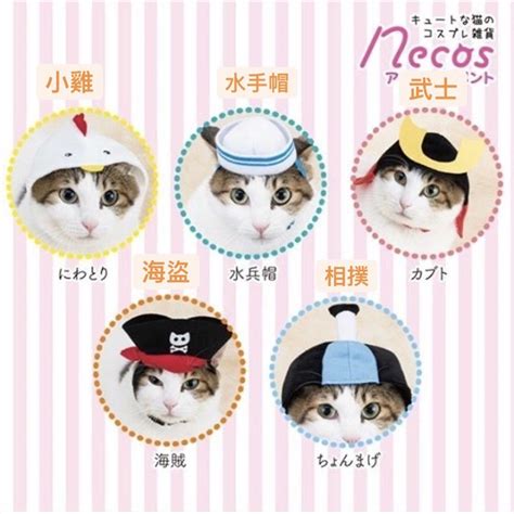 （卡司 正版現貨）necos 貓咪 造型頭套 海盜 水手帽 武士帽 小雞 相撲 單售 不挑盒況 寵物商品 蝦皮購物