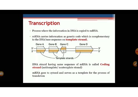 Solution Transcription Prokaryotes Eukaryotes Studypool