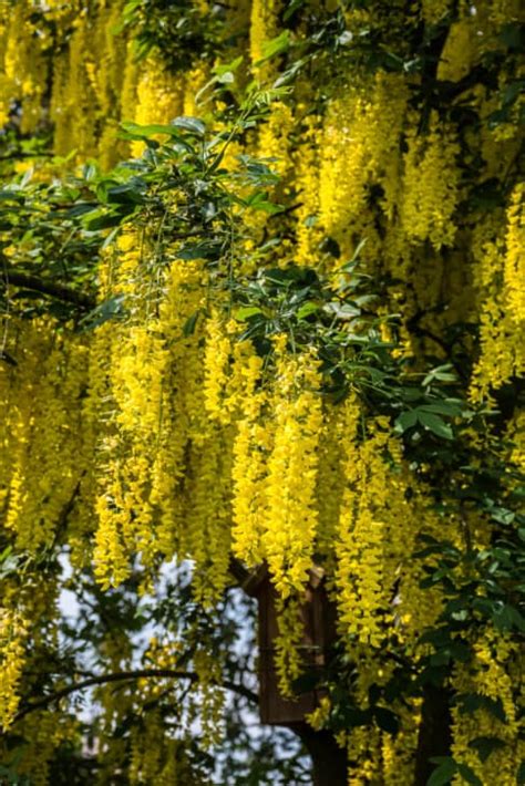 24 Yellow Flowering Trees In Spring ProGardenTips