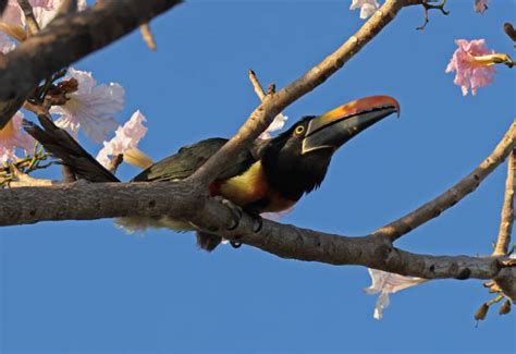 80 Pteroglossus Frantzii Fotografías De Stock Fotos E Imágenes Libres