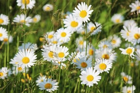 Foto Gratis Estate Natura Ape Fiore Margherita Pianta Fiore